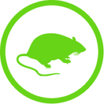 Dératisation Chartres - B2S-3D EURE ET LOIR CHARTRES - Dératisation ...