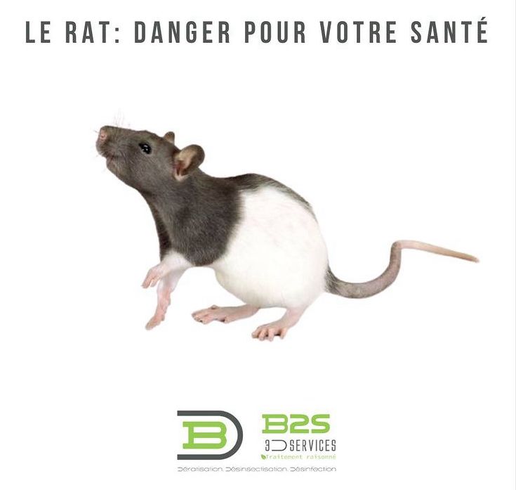 Les rats : Un danger pour votre santé - B2S-3D EURE ET LOIR CHARTRES